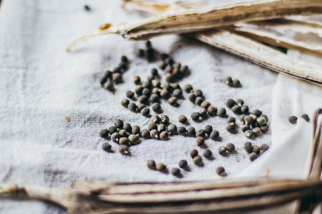 Okra Seed Coffee | sweet miscellany